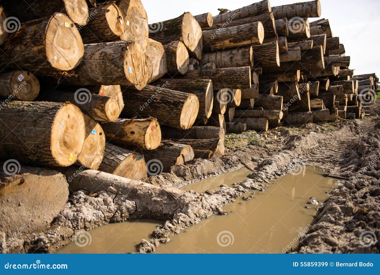 Chopped tree logs stock image. Image of logging, industry - 55859399