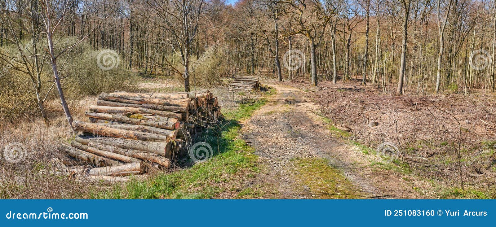 Chopped Tree Logs Stacked in the Forest with Copyspace. Rustic ...