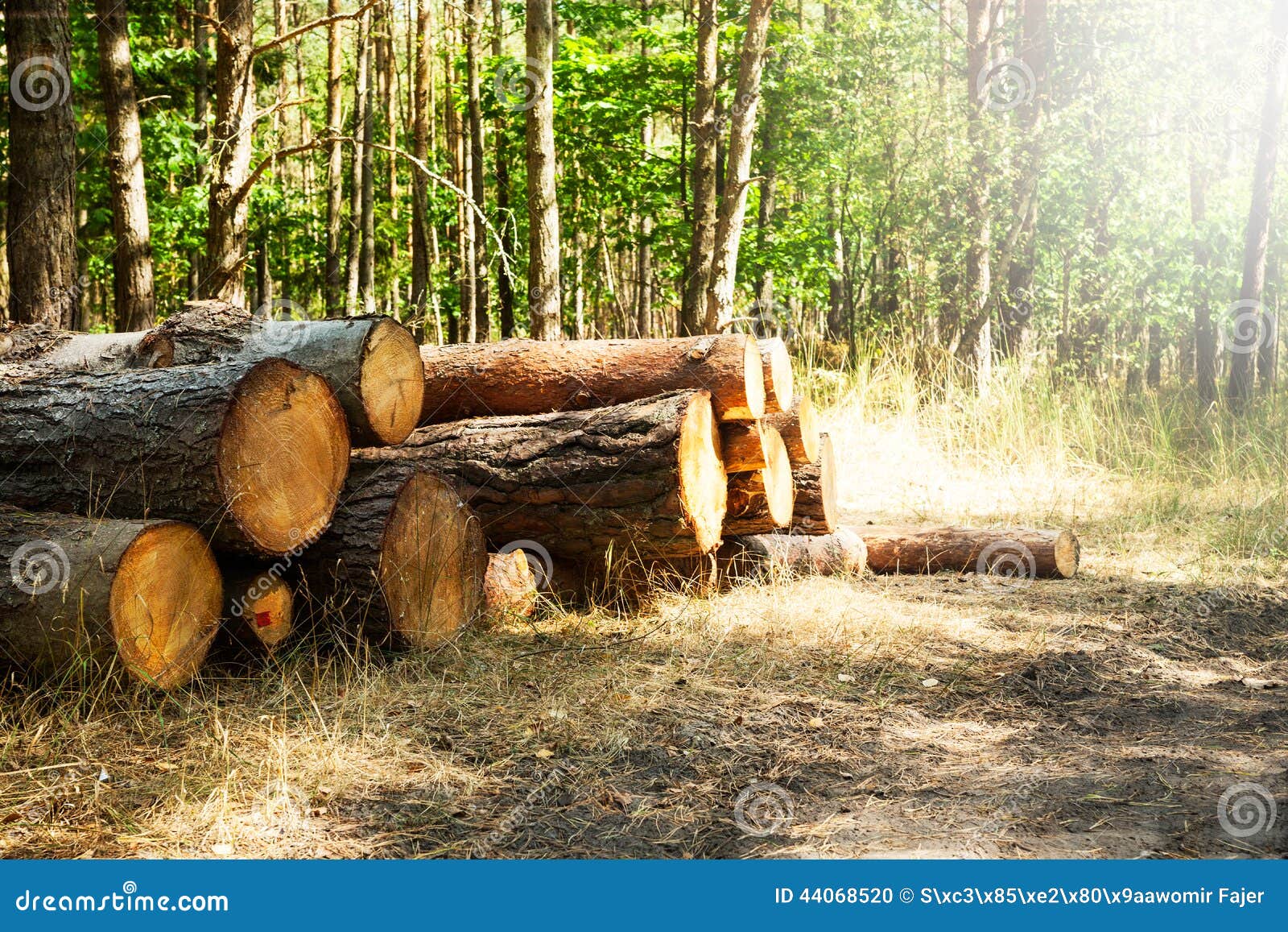Chopped Tree Logs Stacked in a Pile Stock Photo - Image of trunk ...