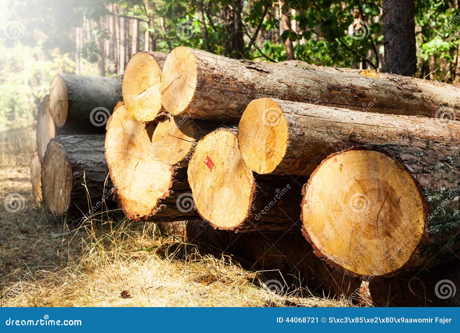 Chopped Tree Logs Stacked in a Pile Stock Image - Image of forest ...