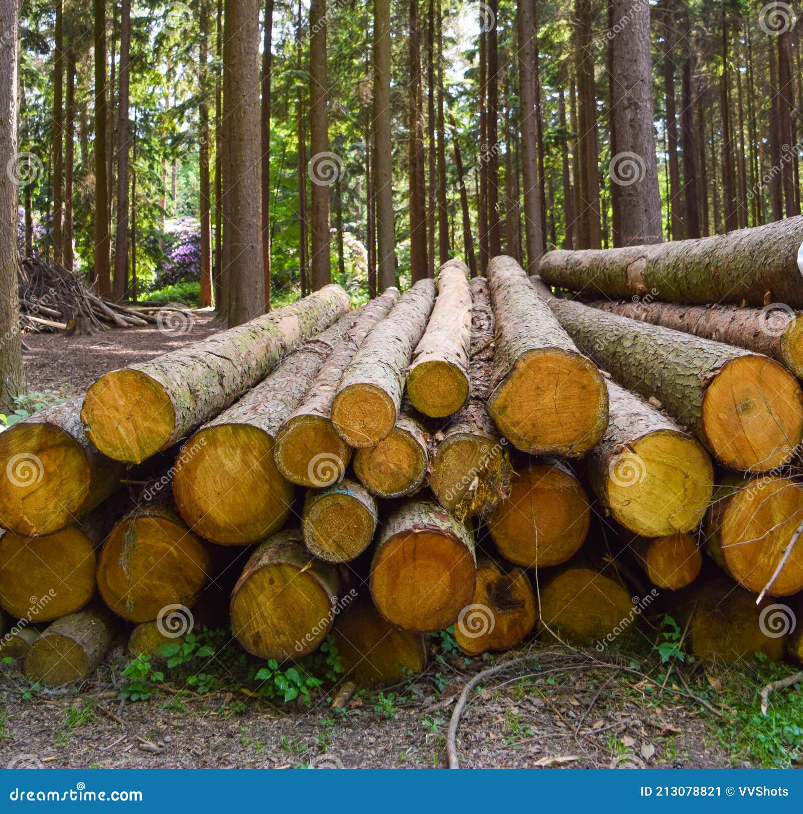Chopped trees in a forest stock image. Image of stacked - 213078821