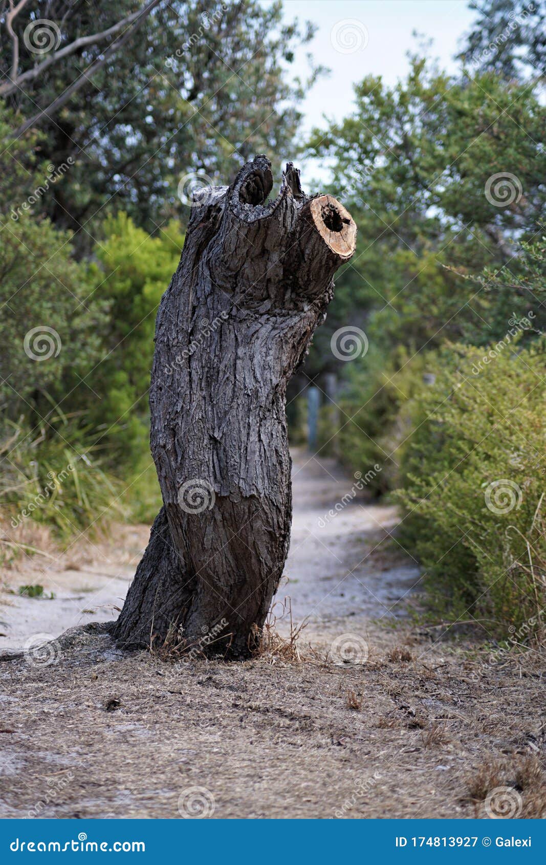 Chopped Tree in the Middle of Foot Path Stock Image - Image of chop ...