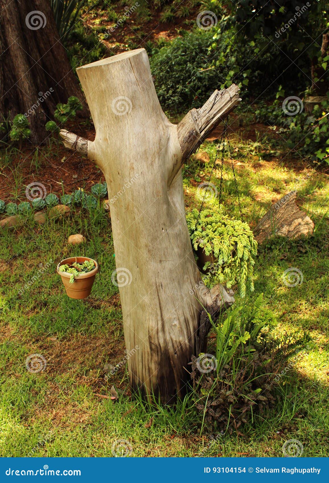 Chopped tree ornamental stock photo. Image of stem, ornamental - 93104154