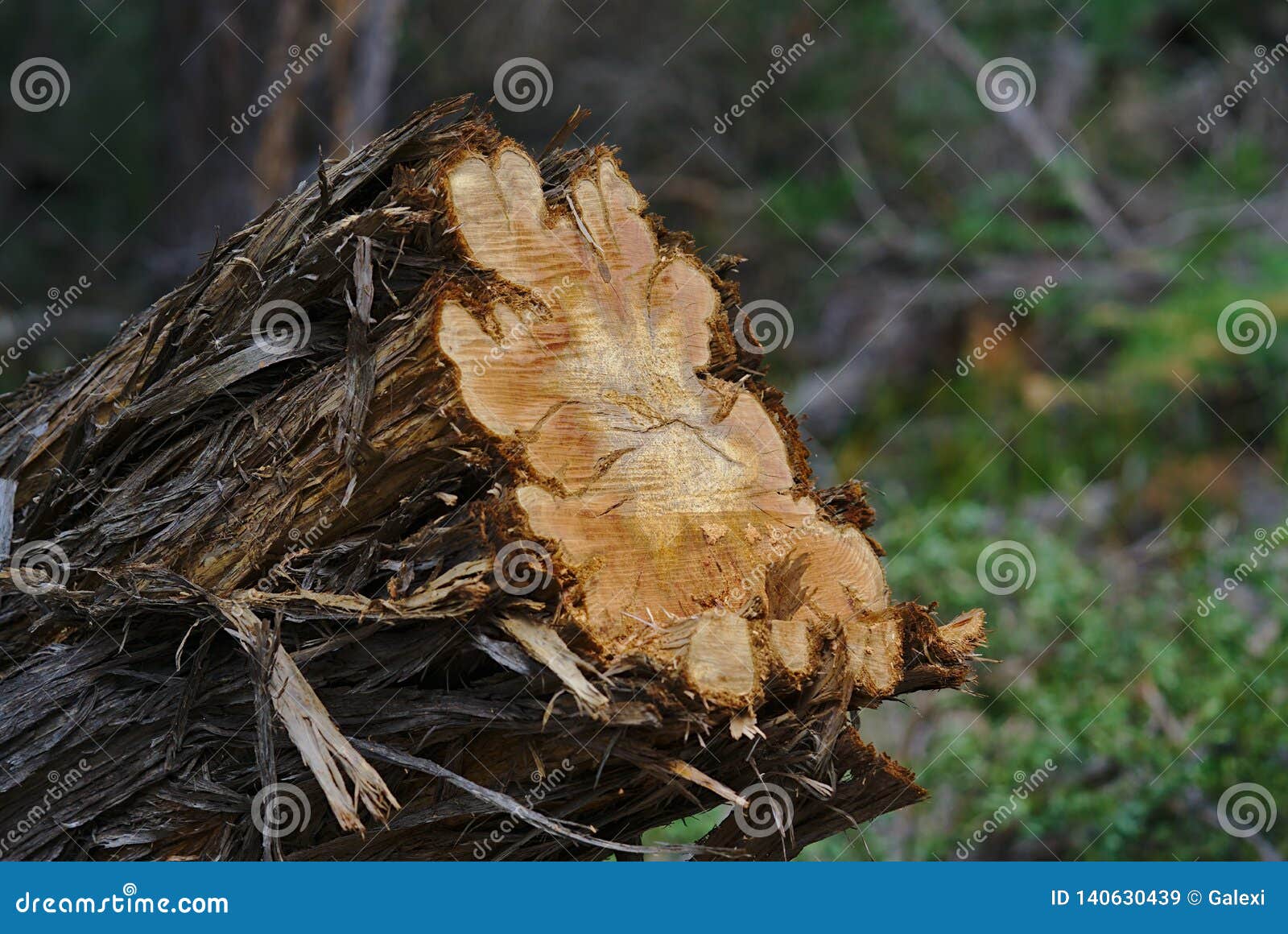 Chopped Tree with Peeling Bark Stock Image - Image of industry, cutting ...