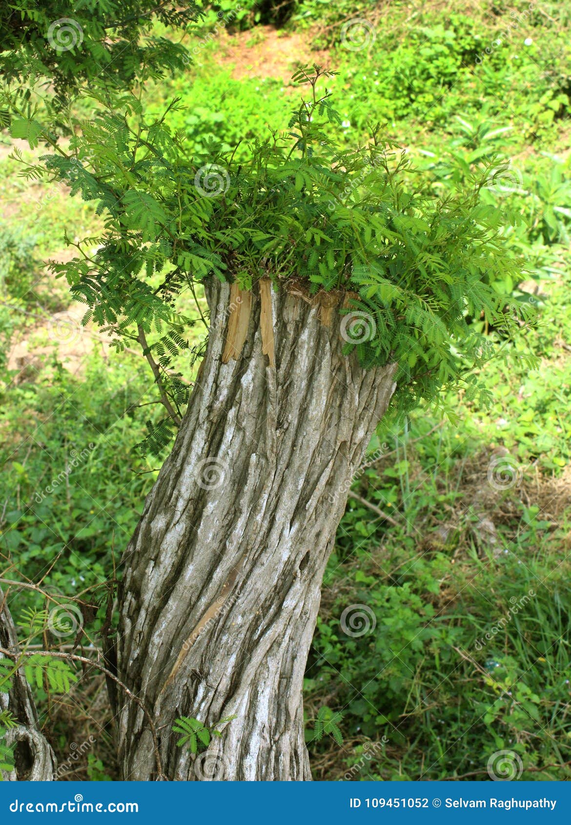 Chopped tree regrowing stock photo. Image of natural - 109451052