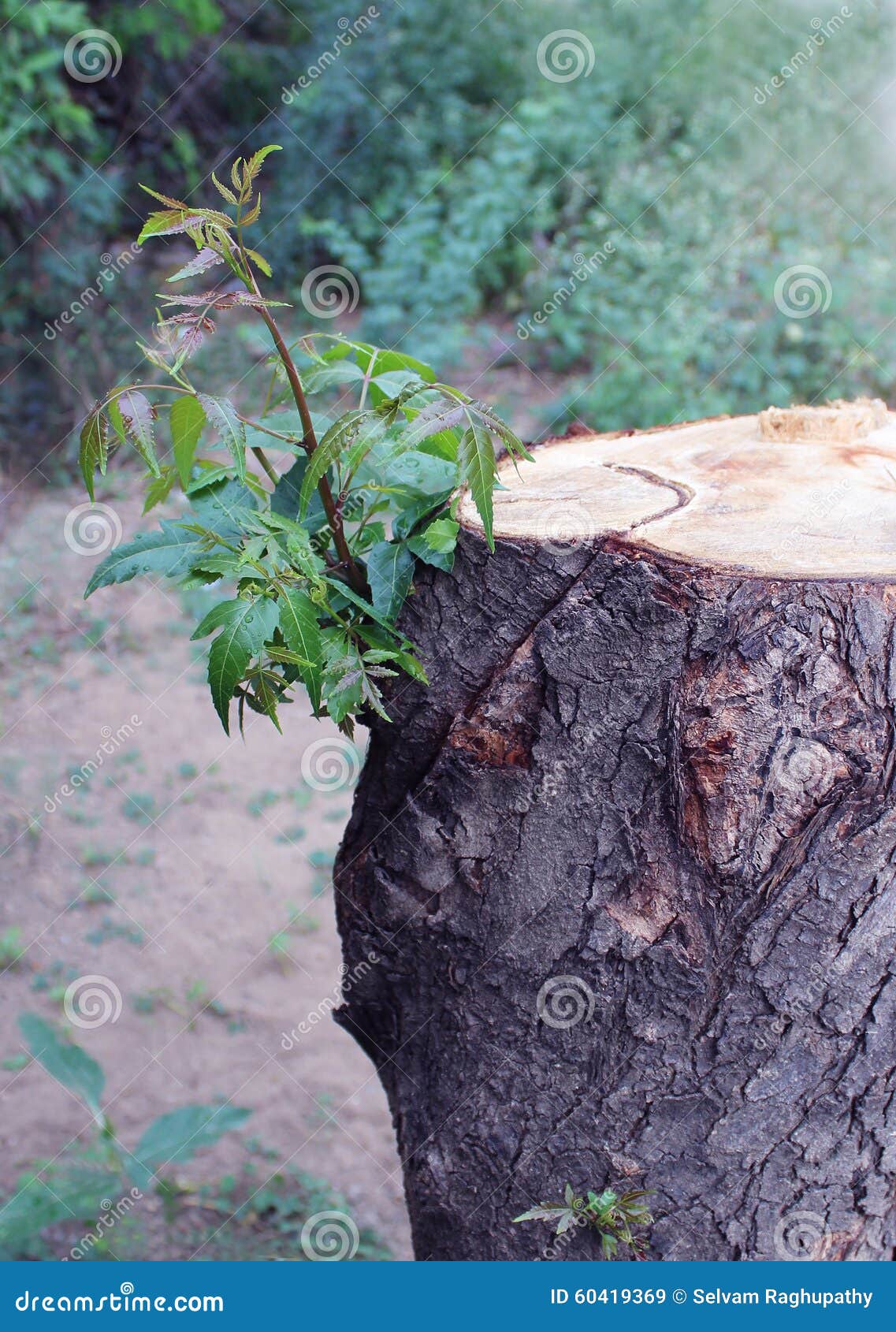 Chopped tree regrowing stock image. Image of green, life - 60419369
