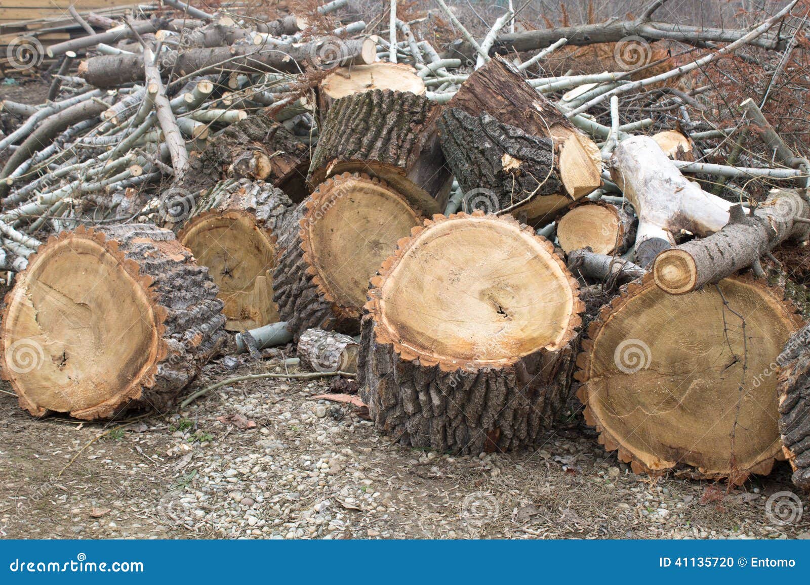 Chopped tree remains stock photo. Image of chopped, trees - 41135720