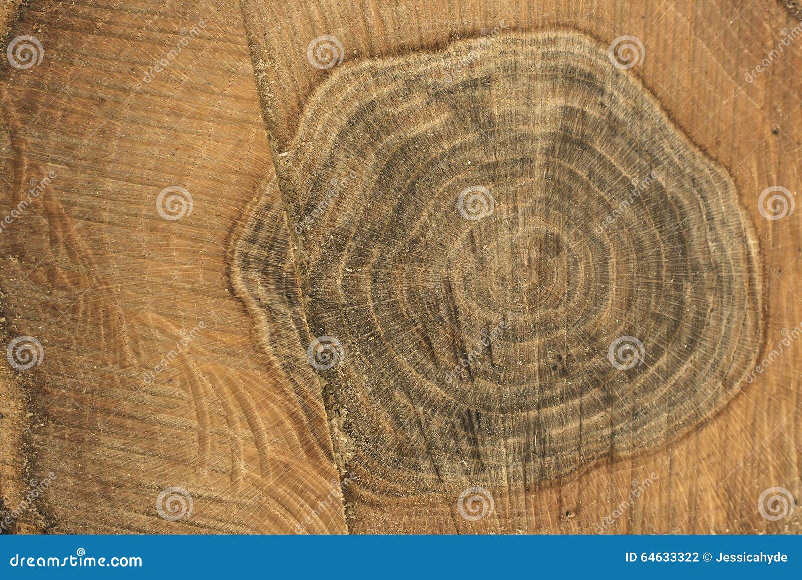 Chopped tree rings stock photo. Image of stain, layer - 64633322