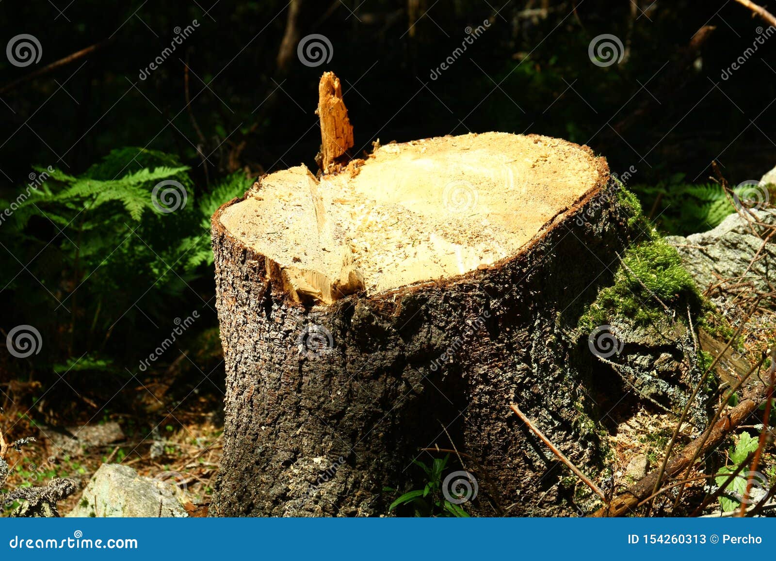 Chopped tree stock image. Image of forest, evergreen - 154260313