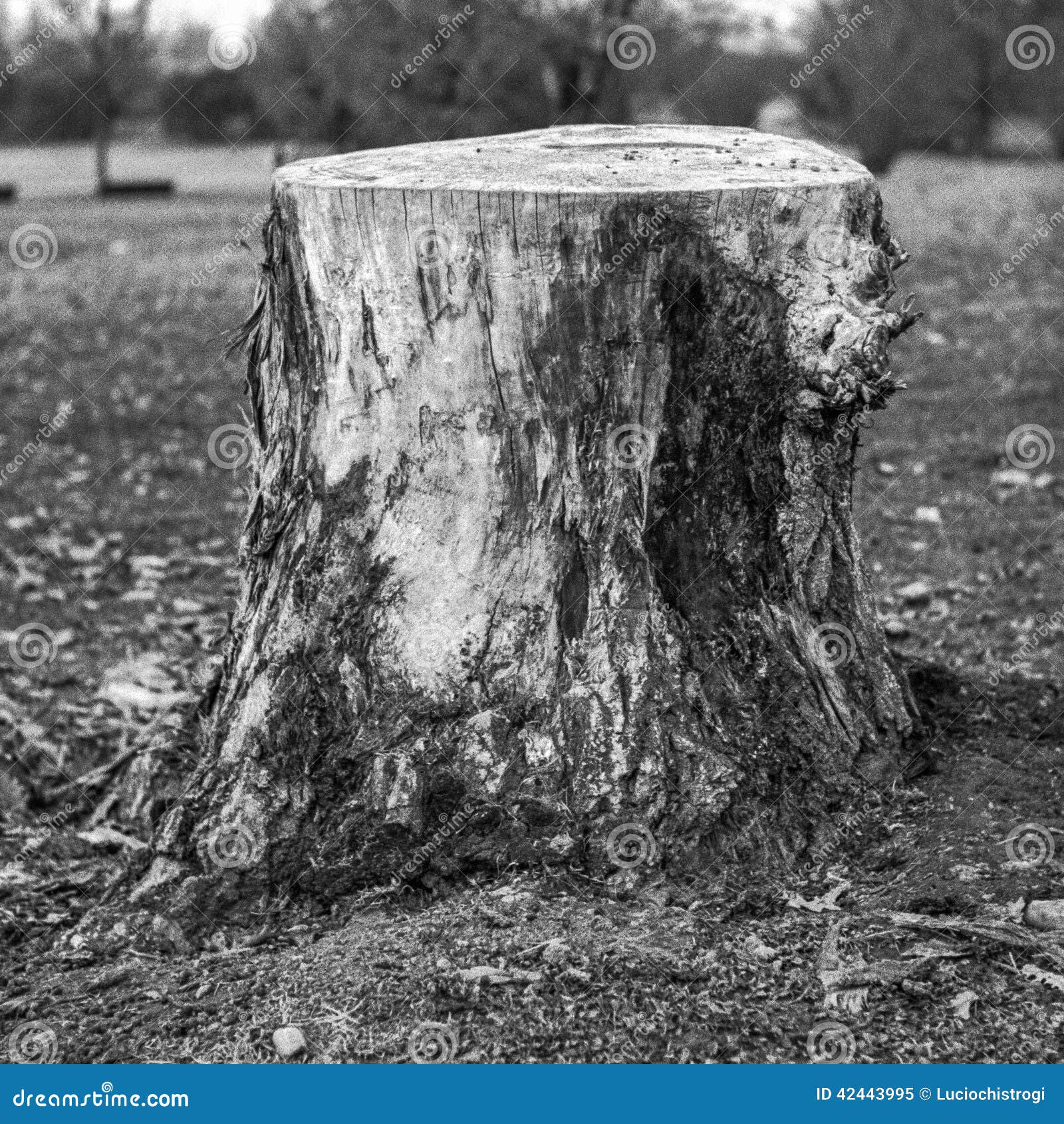 Chopped tree stock image. Image of tree, life, planet - 42443995