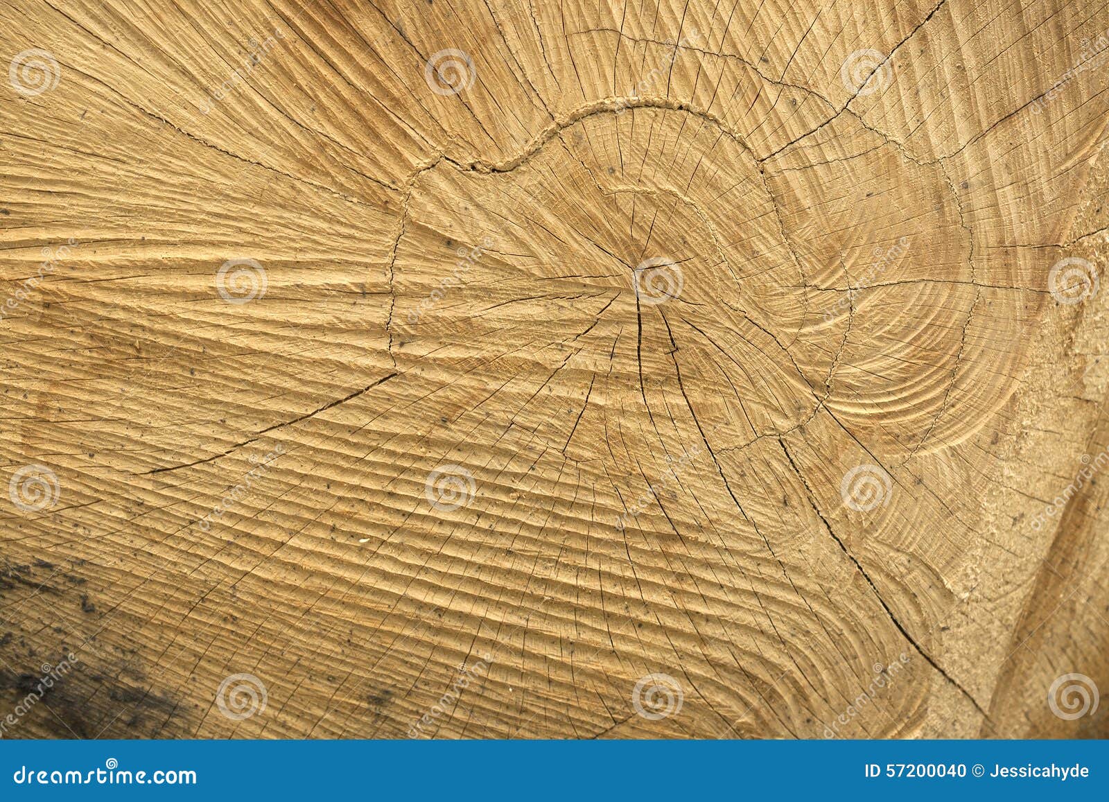 Chopped Tree Trunk Background Stock Photo - Image of sustainable ...