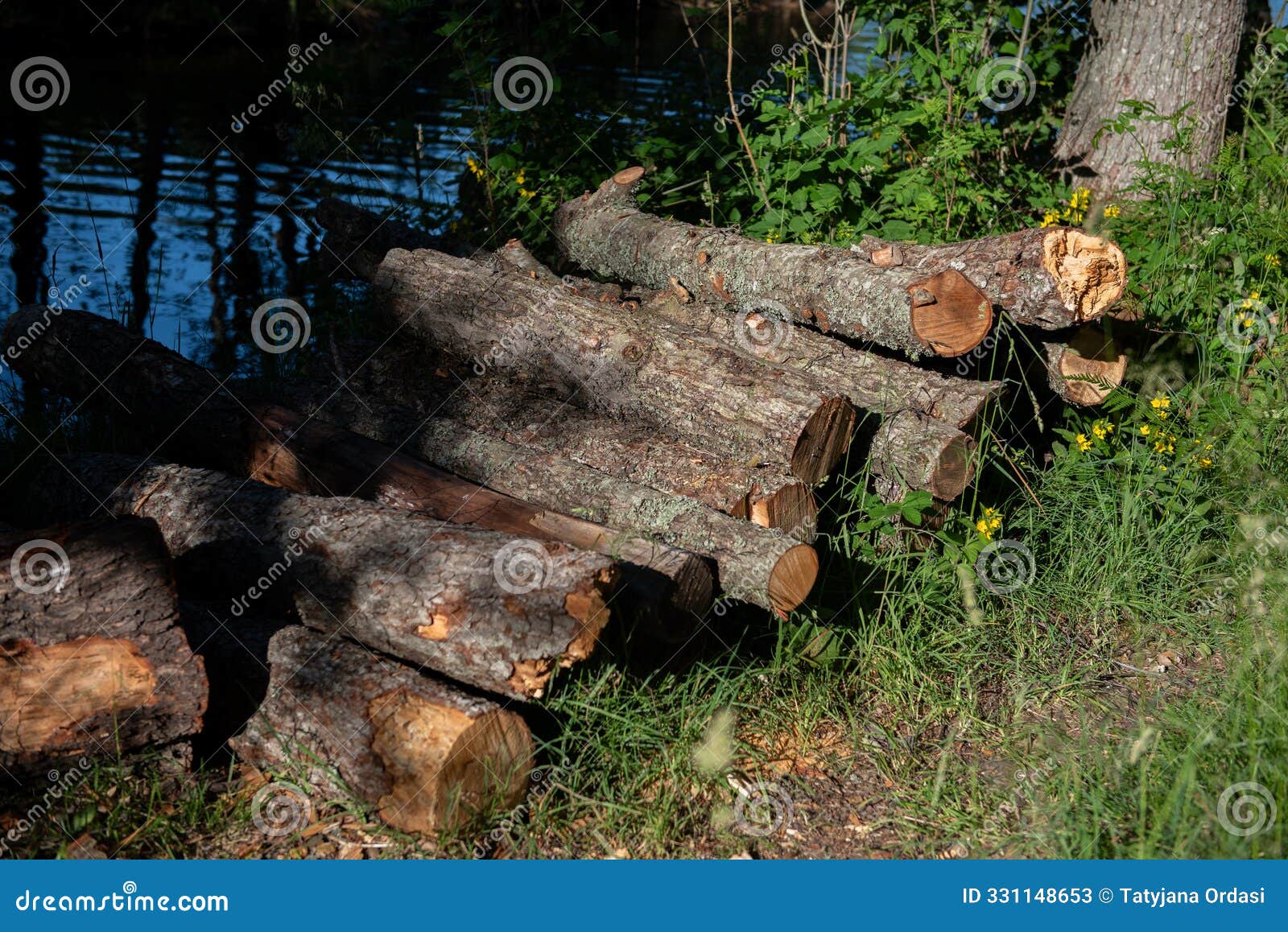 Chopped Tree Trunk Pieces. Pieces of Old Wood Cut Down Stock Image ...
