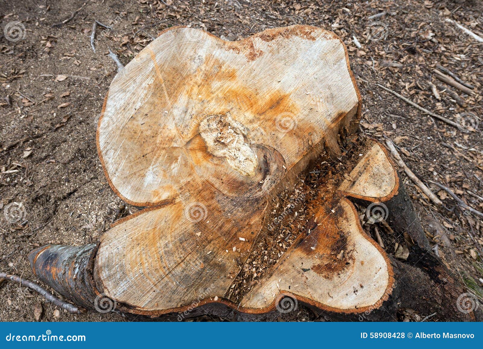Chopped Tree Trunk in the Woods Stock Photo - Image of deforestation ...