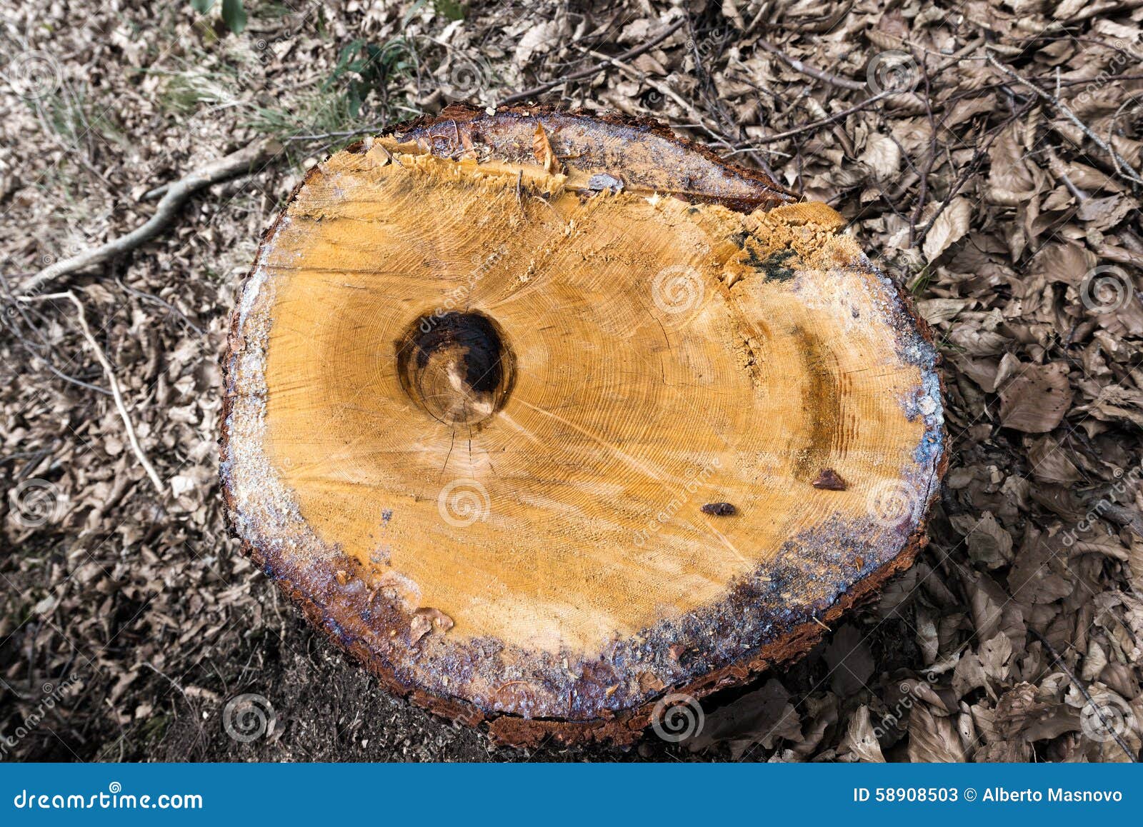 Chopped Tree Trunk in the Woods Stock Image - Image of outdoors ...