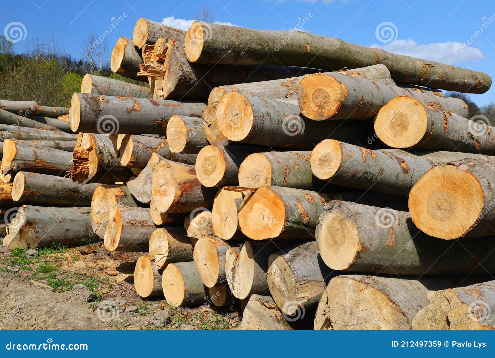 Chopped Tree Trunks a Lot of Forest Stock Image - Image of felling ...