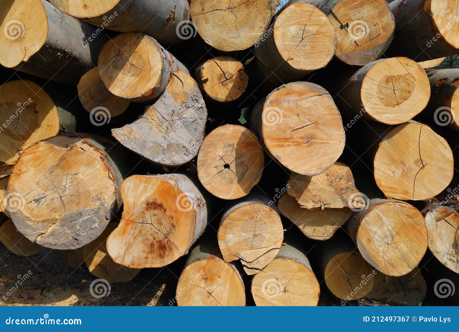 Chopped Tree Trunks a Lot of Forest Stock Image - Image of forestry ...