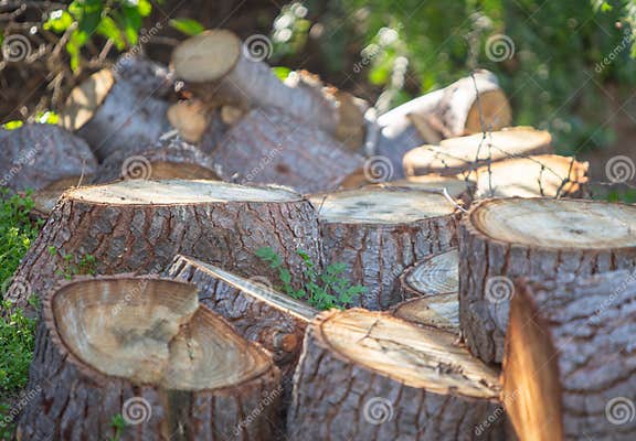 Chopped Tree Trunks stock image. Image of trimming, lumber - 306087707
