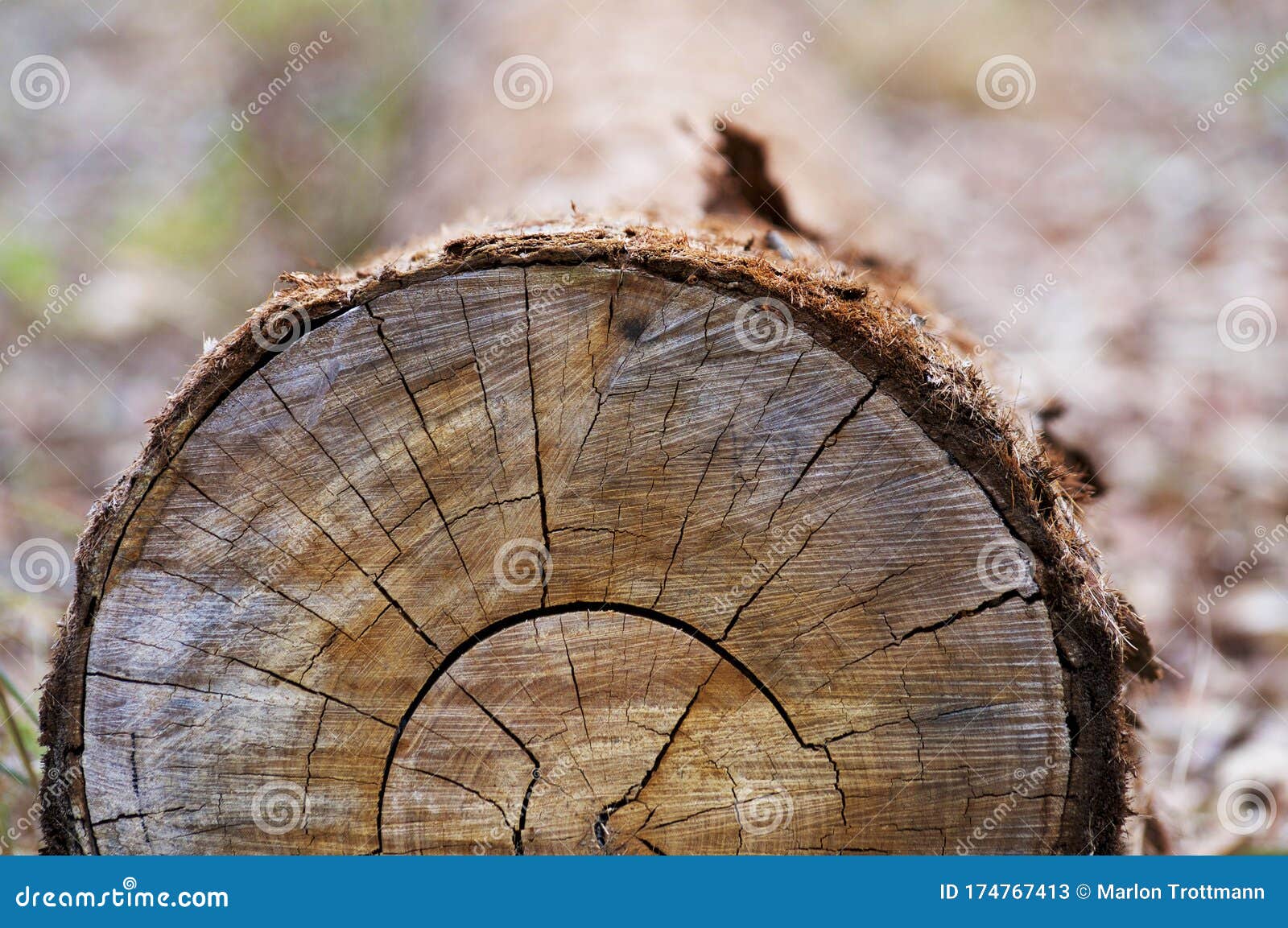 Chopped Tree Wood Cross Section Stock Image - Image of close, slice ...