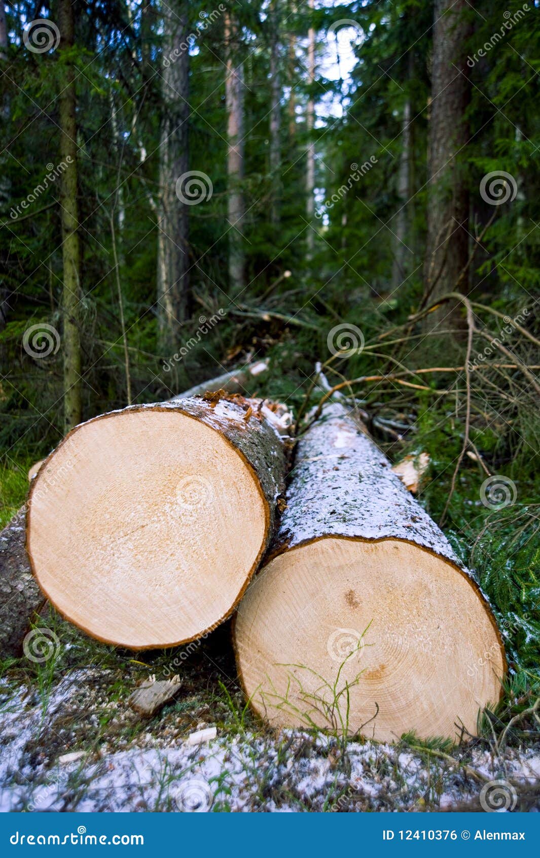Chopped trees stock photo. Image of wooden, firewood - 12410376