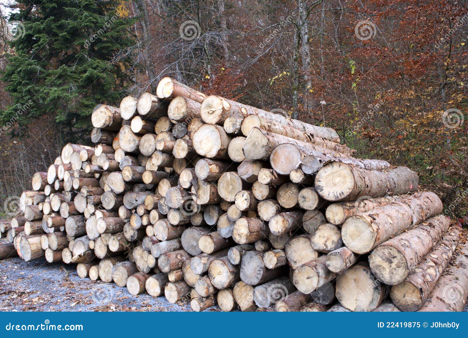 Chopped trees stock image. Image of forest, chop, fire - 22419875