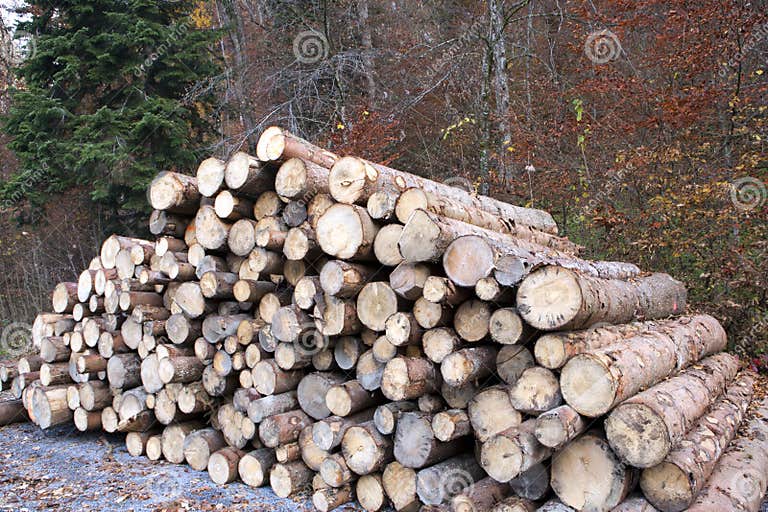 Chopped trees stock image. Image of forest, chop, fire - 22419875