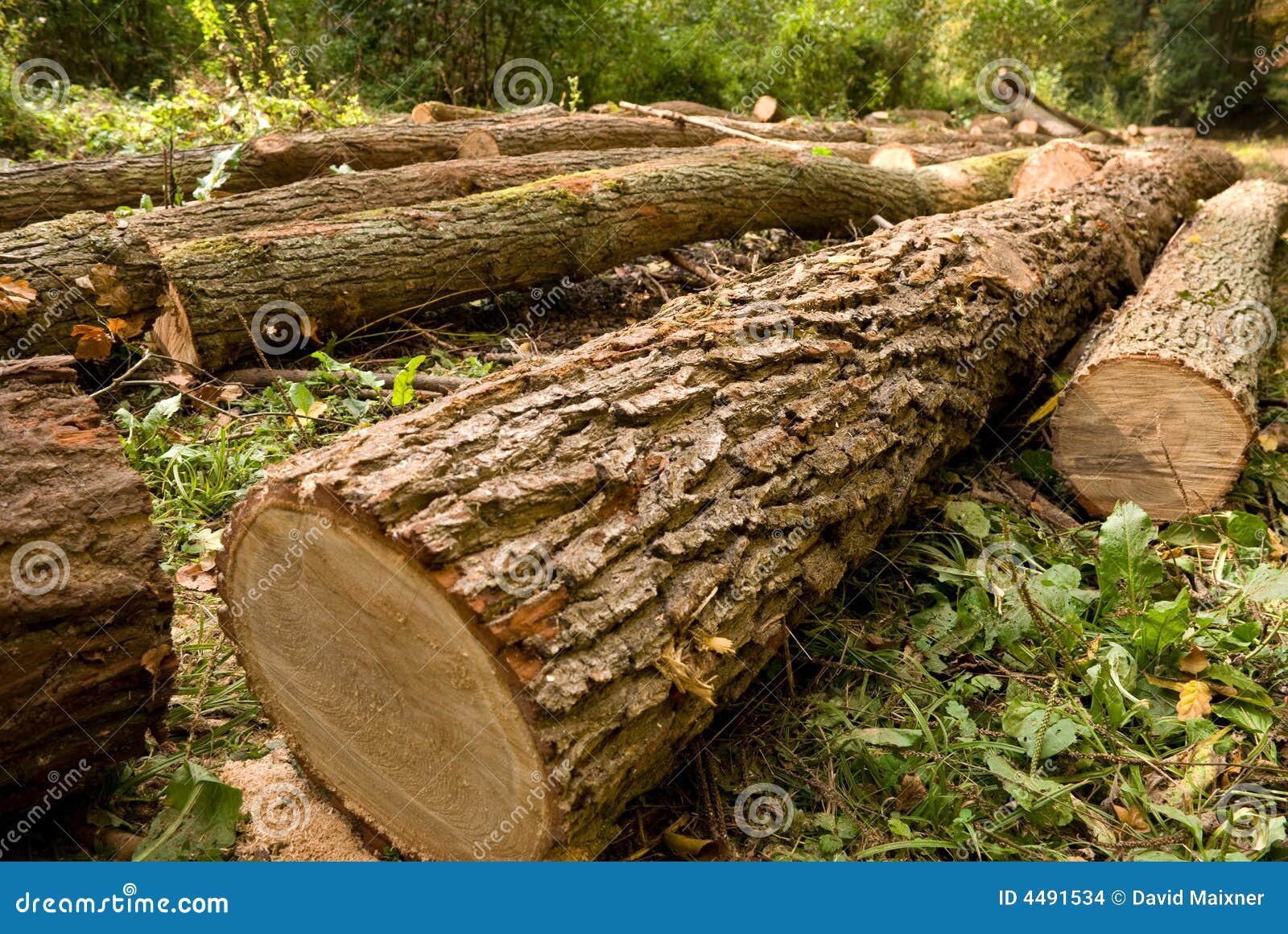 Chopped trees stock photo. Image of fallen, forests, devastation - 4491534