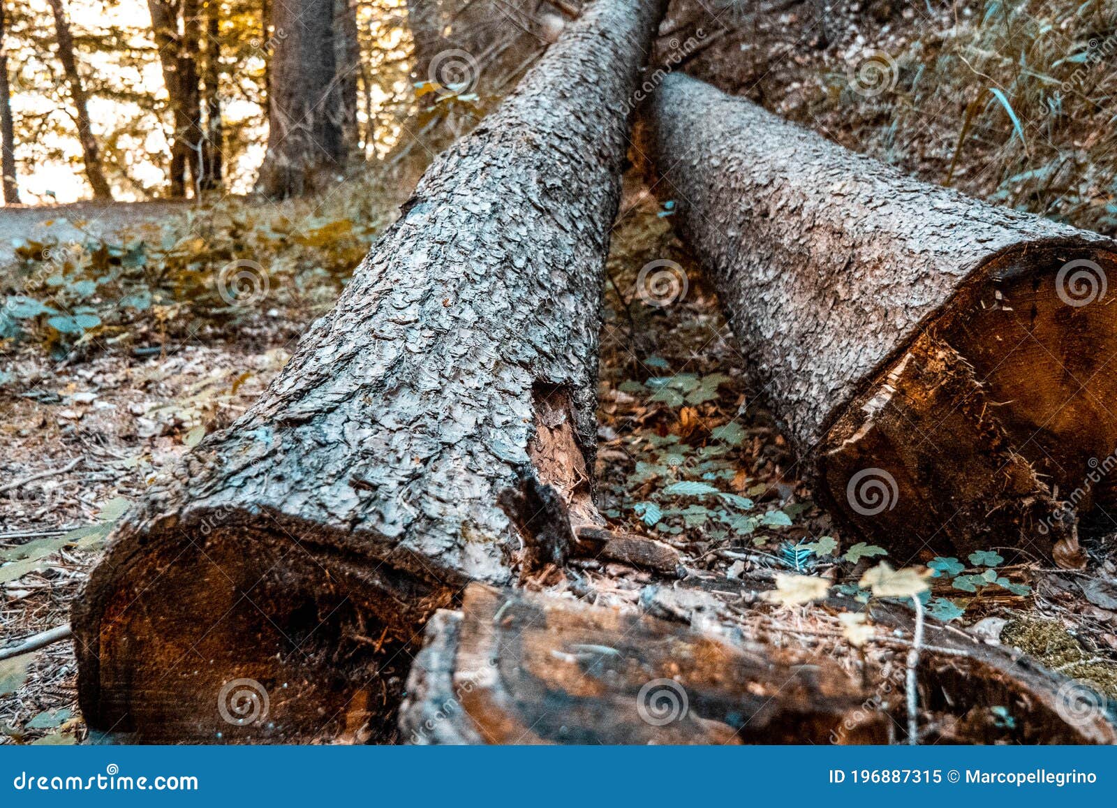Chopped Trees in Autumn Colors Stock Image - Image of pine, machine ...