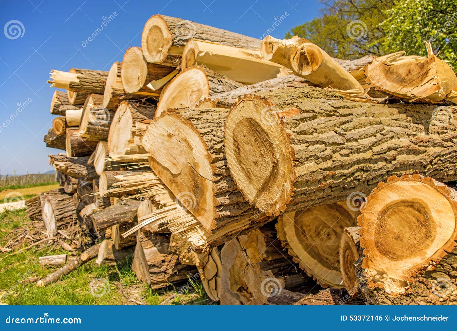 Chopped trees stock photo. Image of fell, firewood, material - 53372146