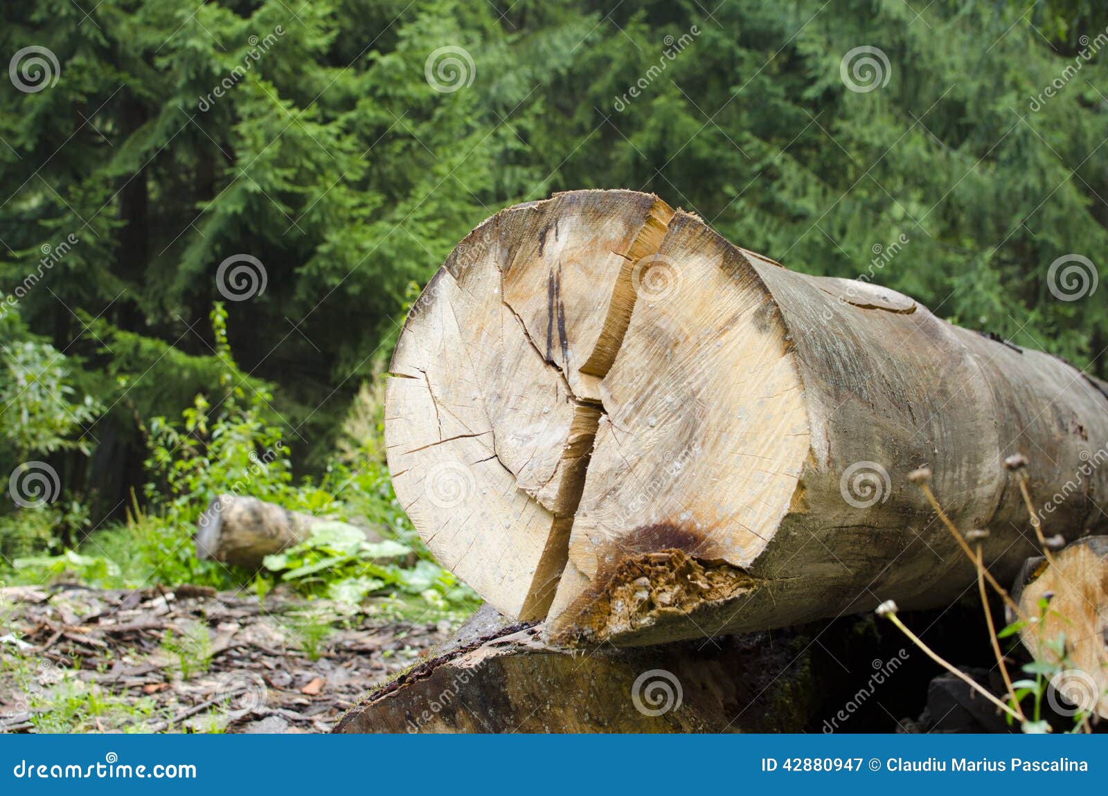 Chopped trees stock image. Image of forests, annual, chop - 42880947