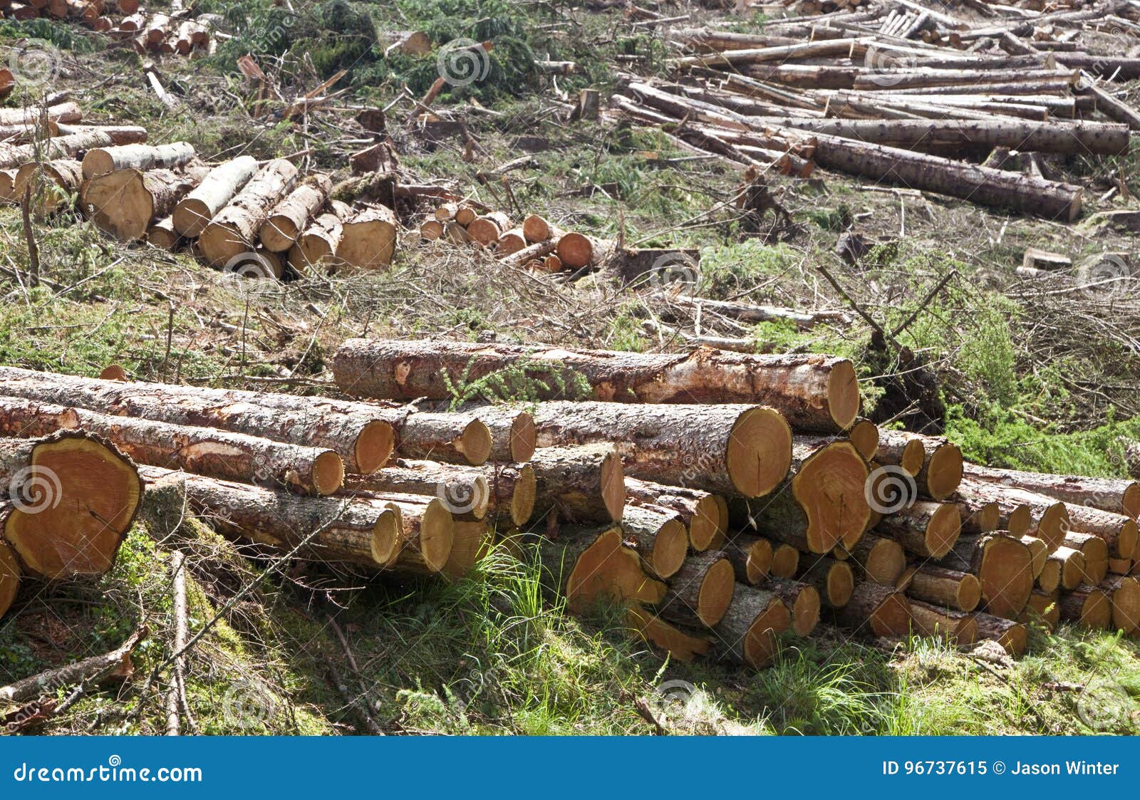 Chopped Trees stock image. Image of forestry, chopped - 96737615