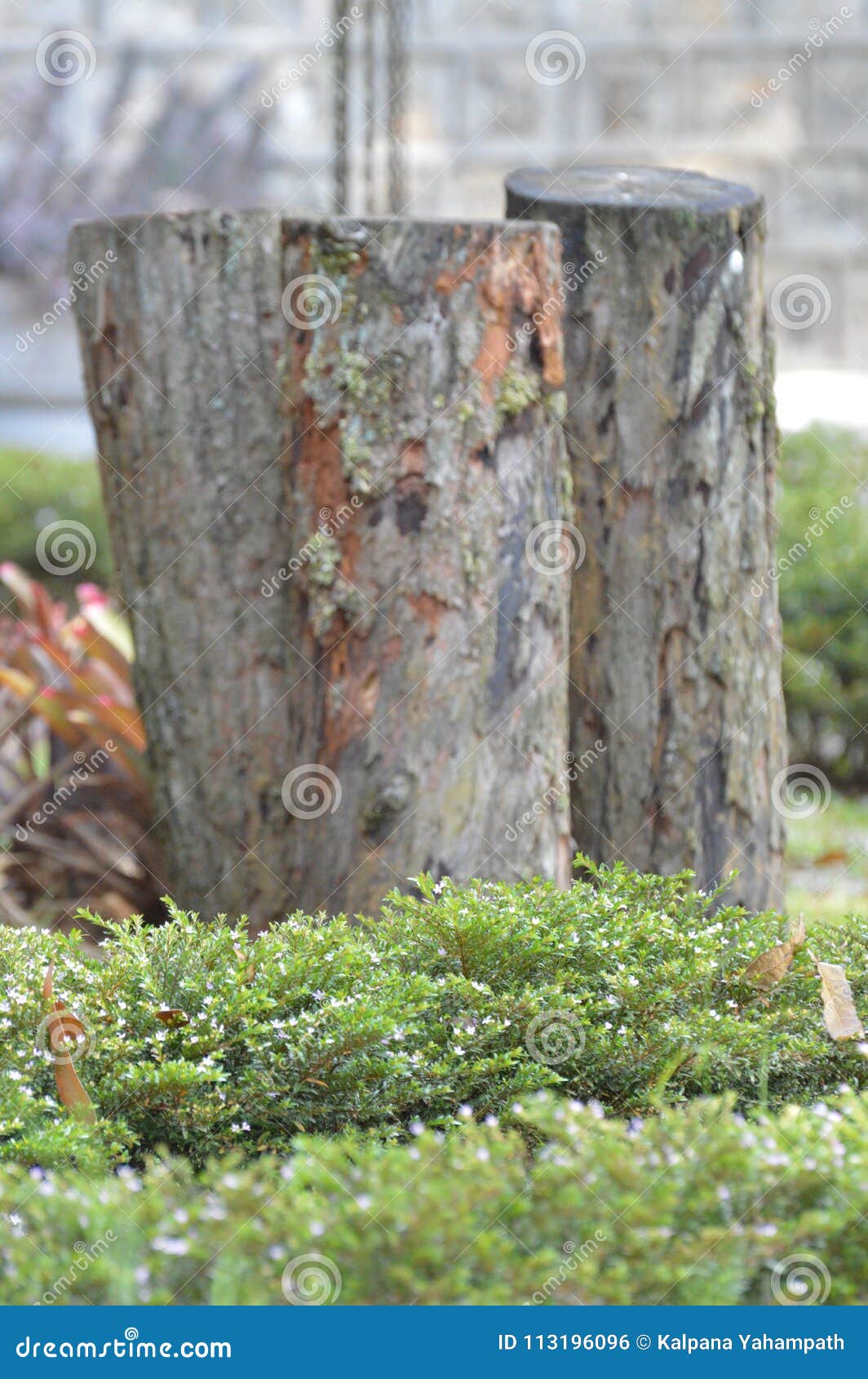 Chopped Trees in a Forest stock photo. Image of forestry - 113196096