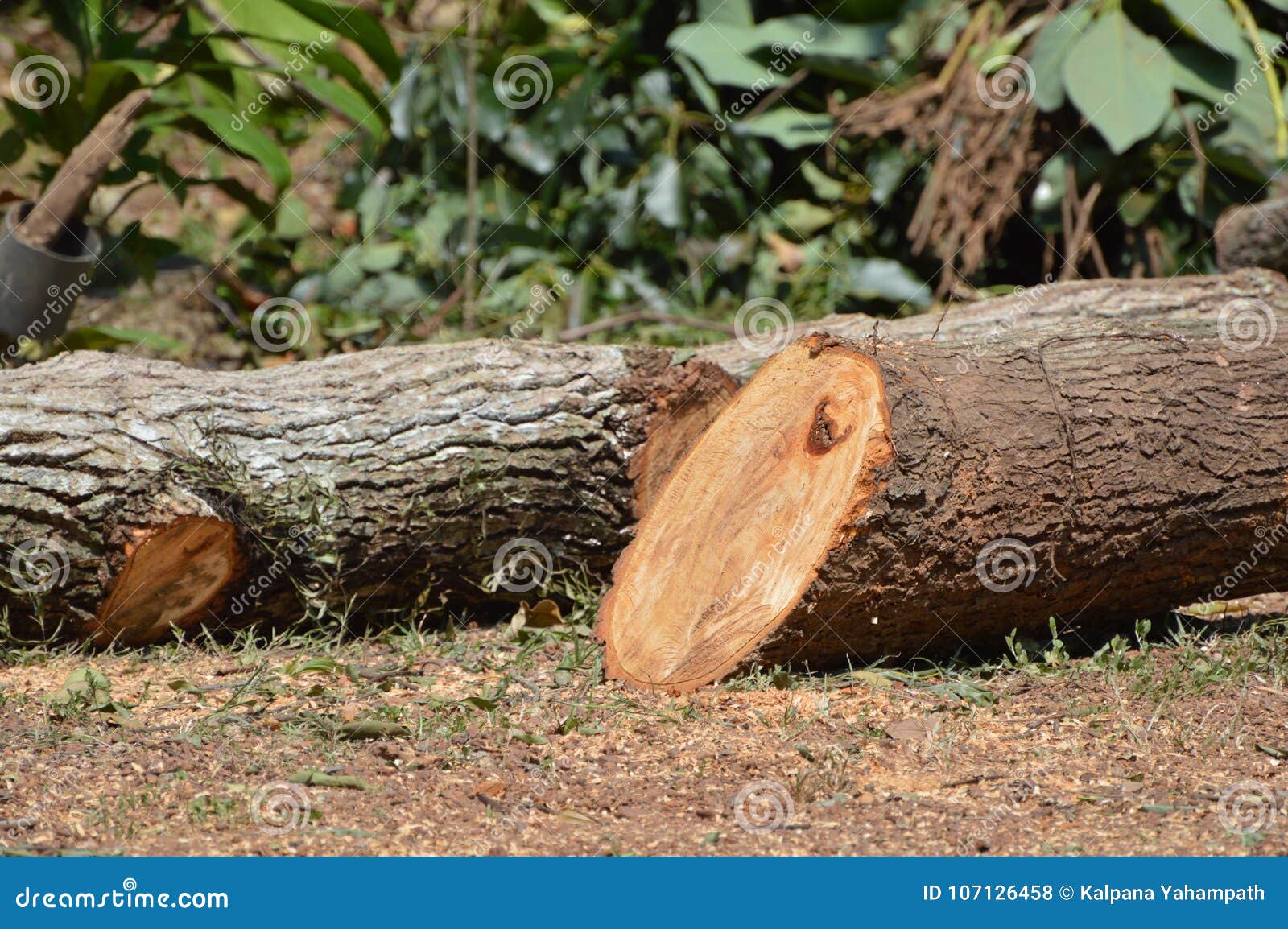 Chopped Trees in a Forest stock photo. Image of trunk - 107126458