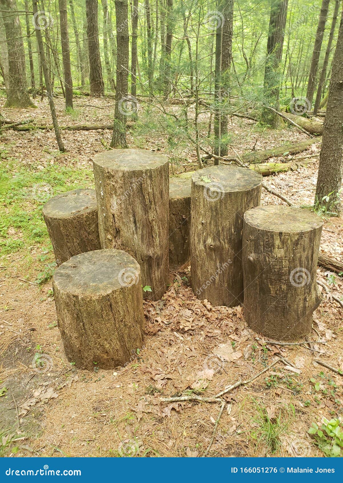 Chopped Trees stock photo. Image of chopped, hiking - 166051276