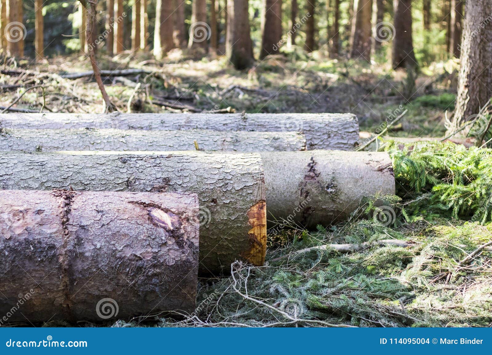 Chopped trees lay in a row stock photo. Image of nature - 114095004