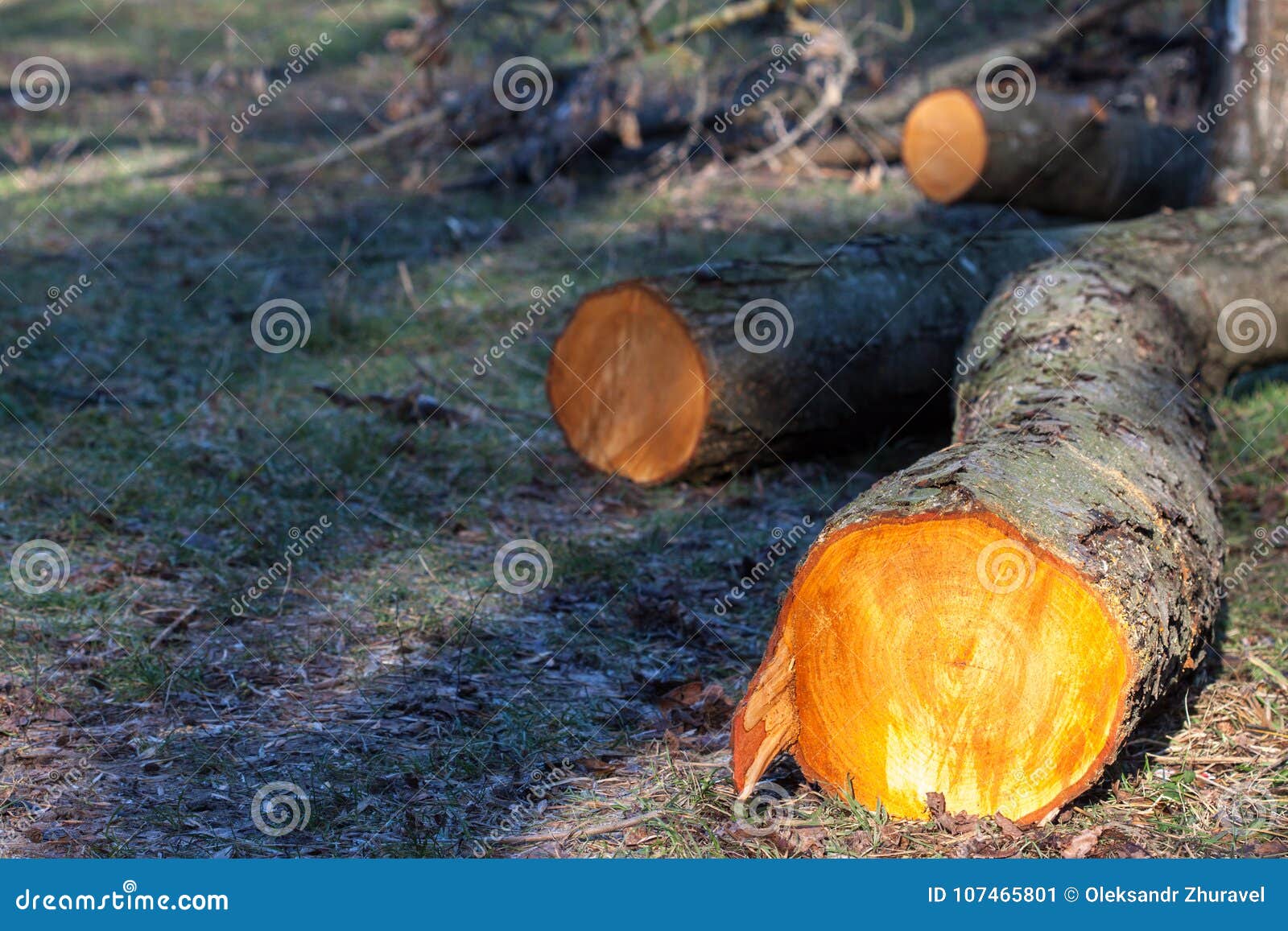 Chopped Trees Laying on the Ground Stock Image - Image of forest ...