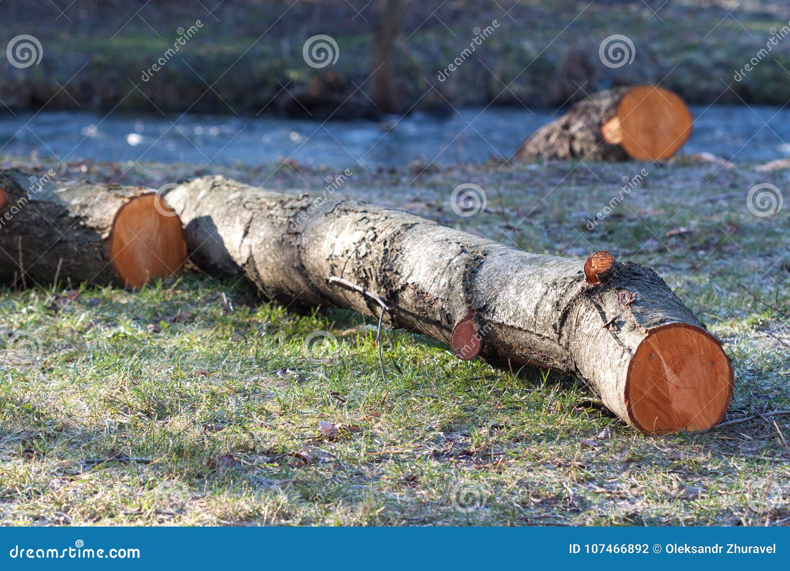 Chopped Trees Laying on the Ground Stock Photo - Image of trunk, trees ...