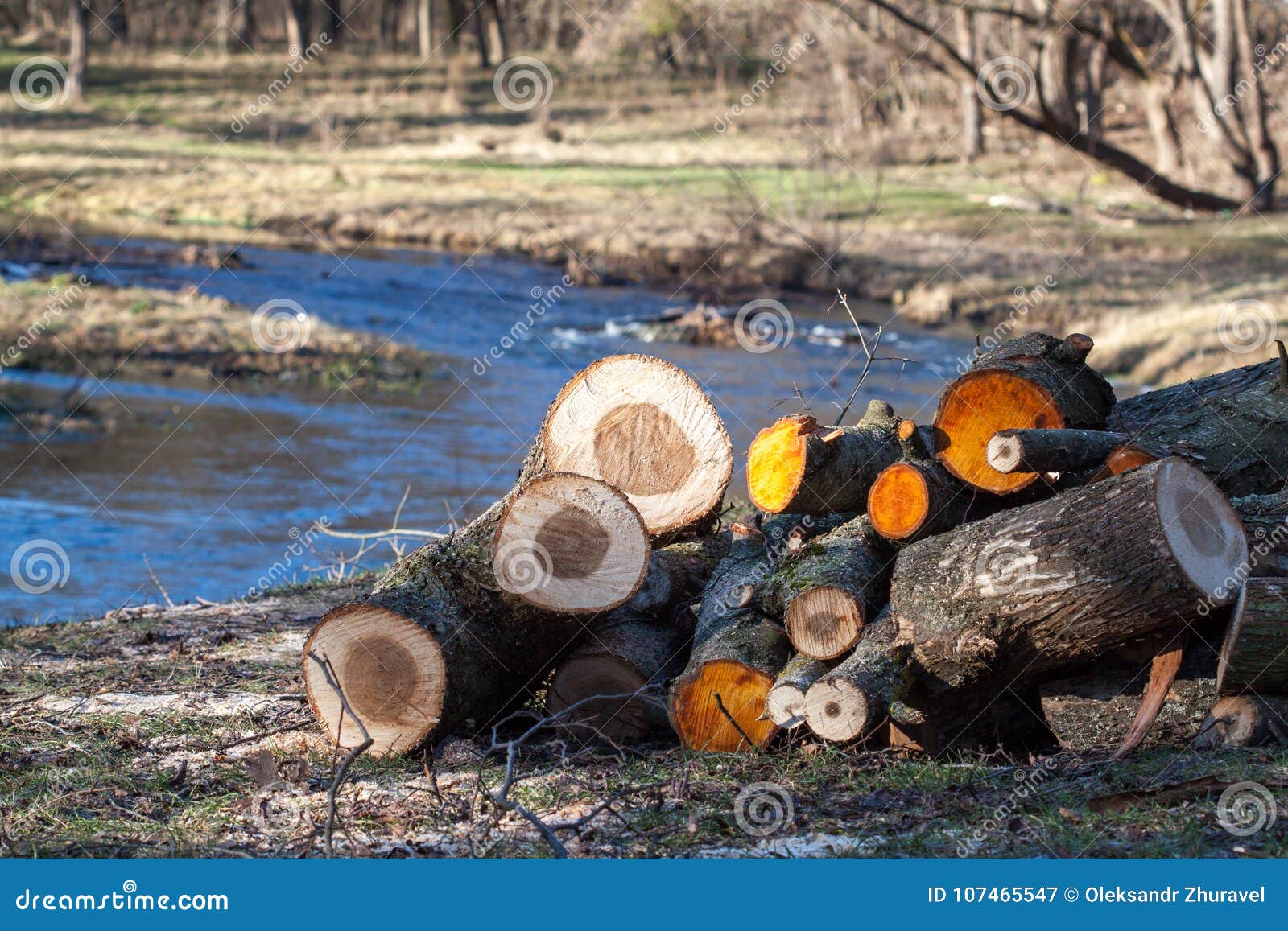 Chopped Trees Laying on the Ground Stock Image - Image of forestry ...