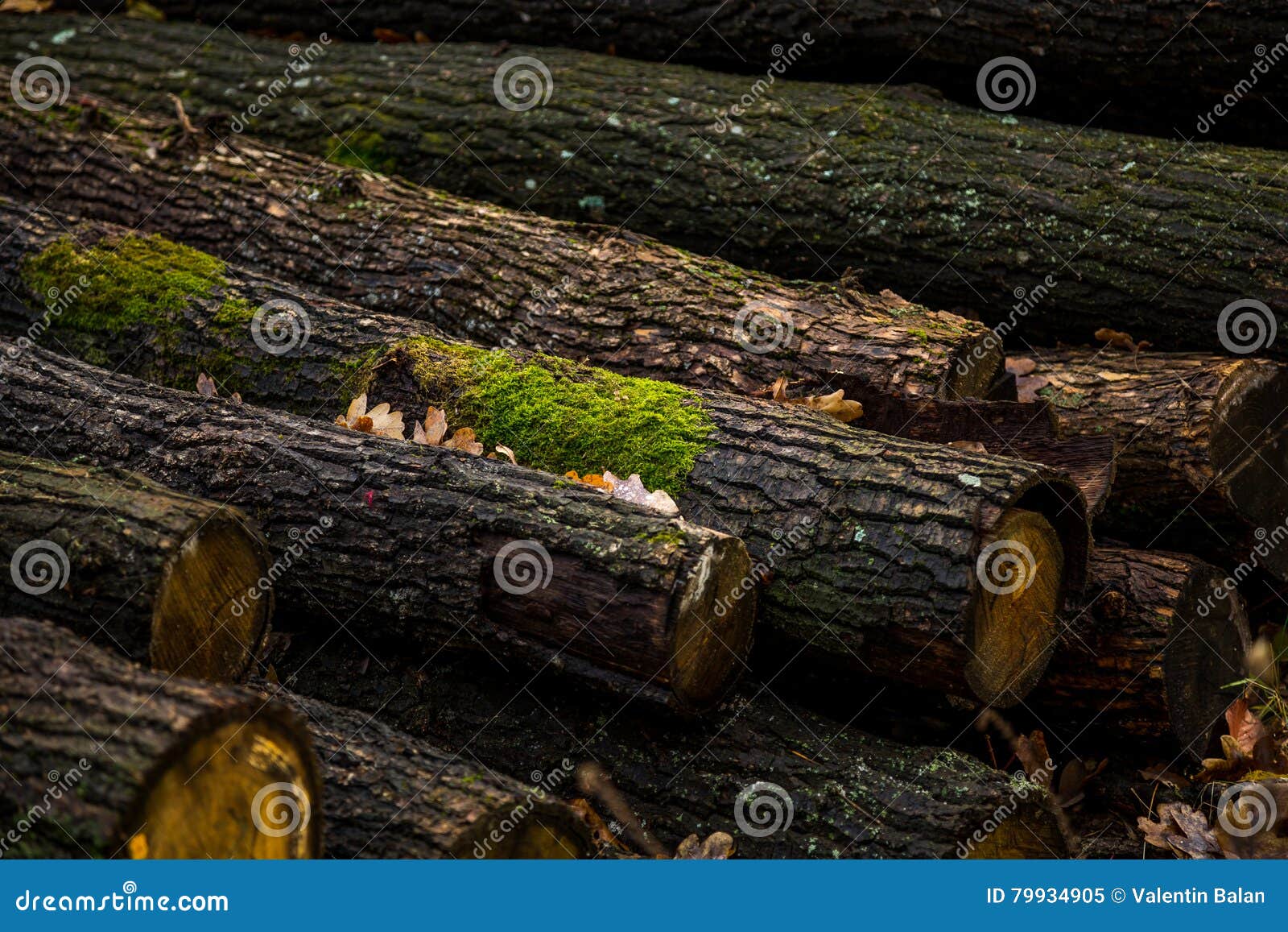 Chopped trees stock image. Image of campaign, climate - 79934905