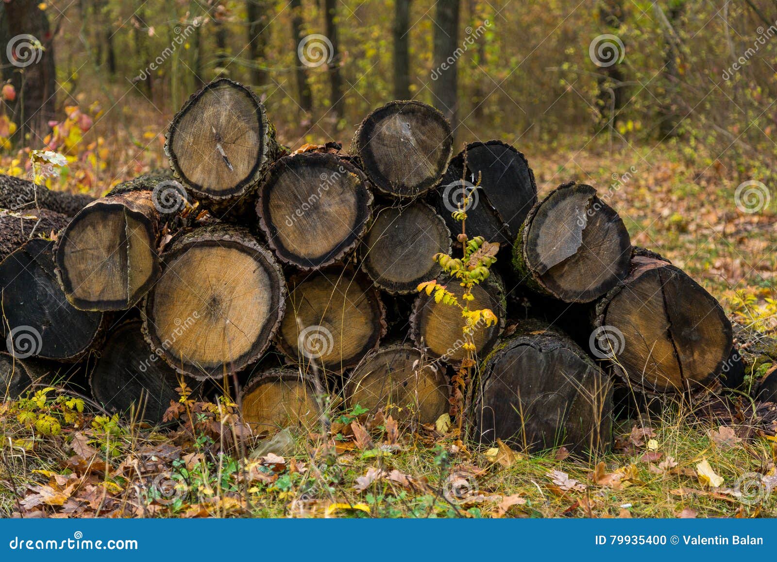 Chopped trees stock photo. Image of damage, devastate - 79935400