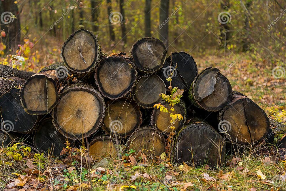 Chopped trees stock photo. Image of damage, devastate - 79935400