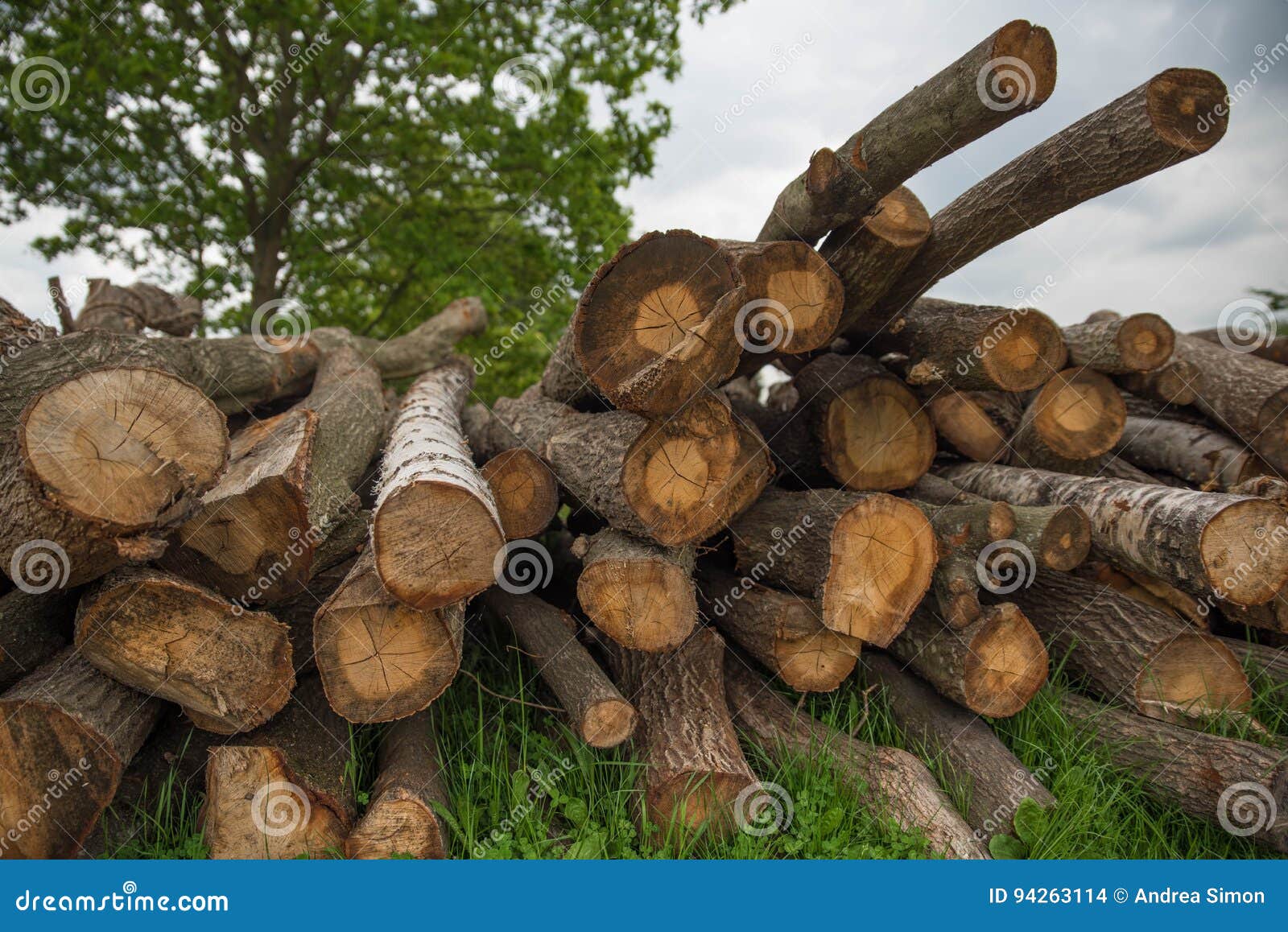Chopped trees stock photo. Image of firewood, fallen - 94263114