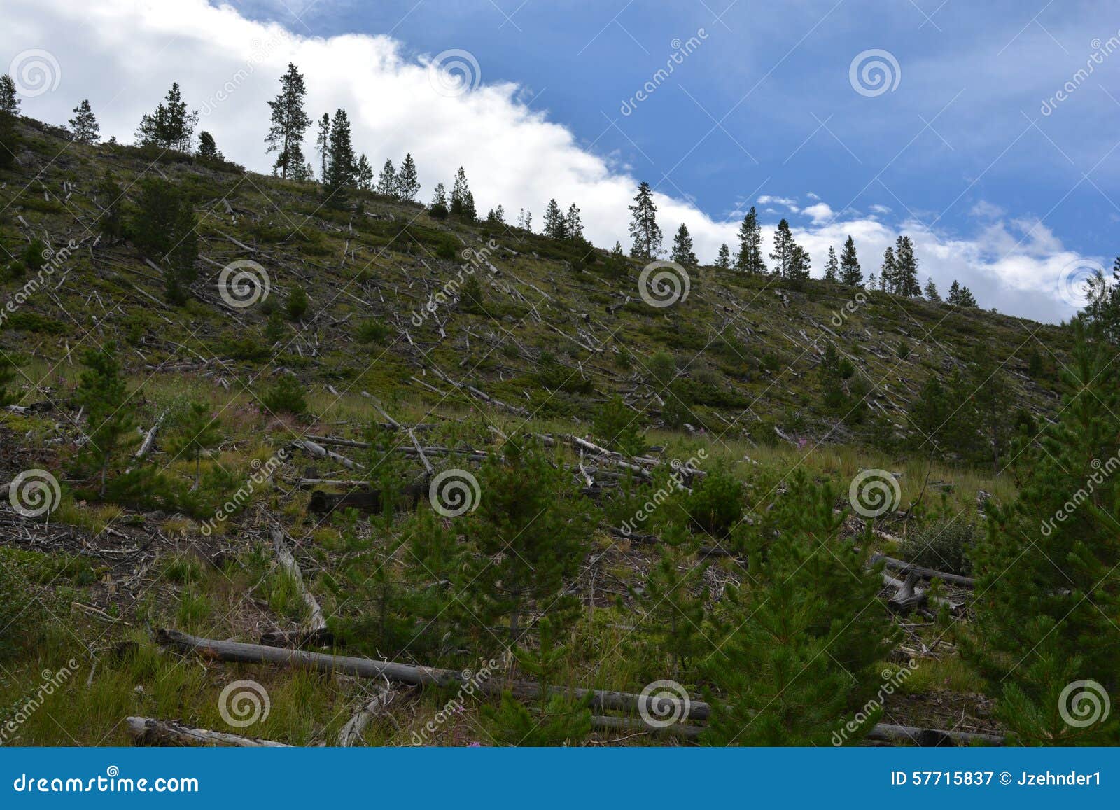 Chopped Trees on a Mountain Stock Image - Image of dozens, chopped ...
