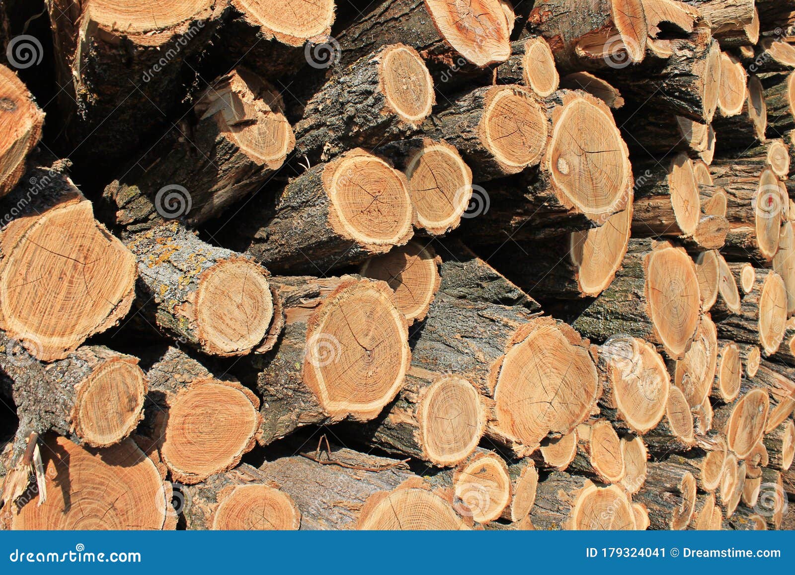 Chopped Trees Natural Wood Spring Stock Image - Image of harvest ...
