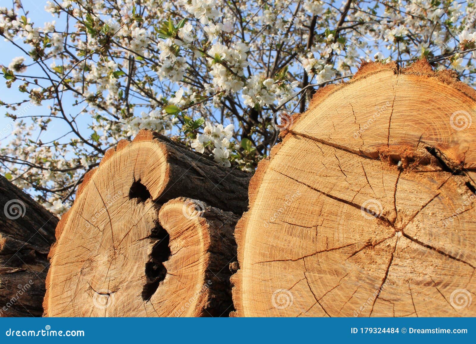 Chopped Trees Natural Wood Spring Stock Photo - Image of chainsaw ...