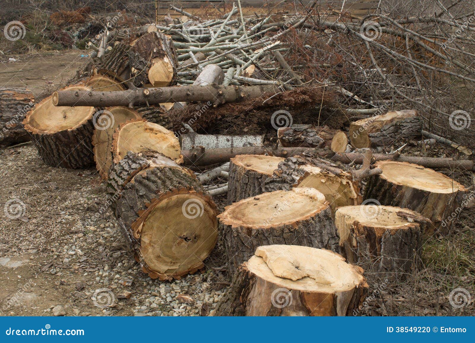 Chopped trees stock photo. Image of logs, chopped, nature - 38549220