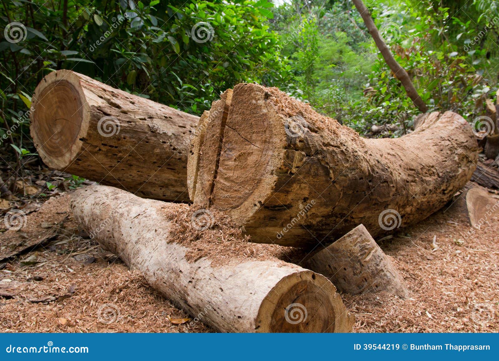 Chopped trees stock image. Image of landscaped, industry - 39544219