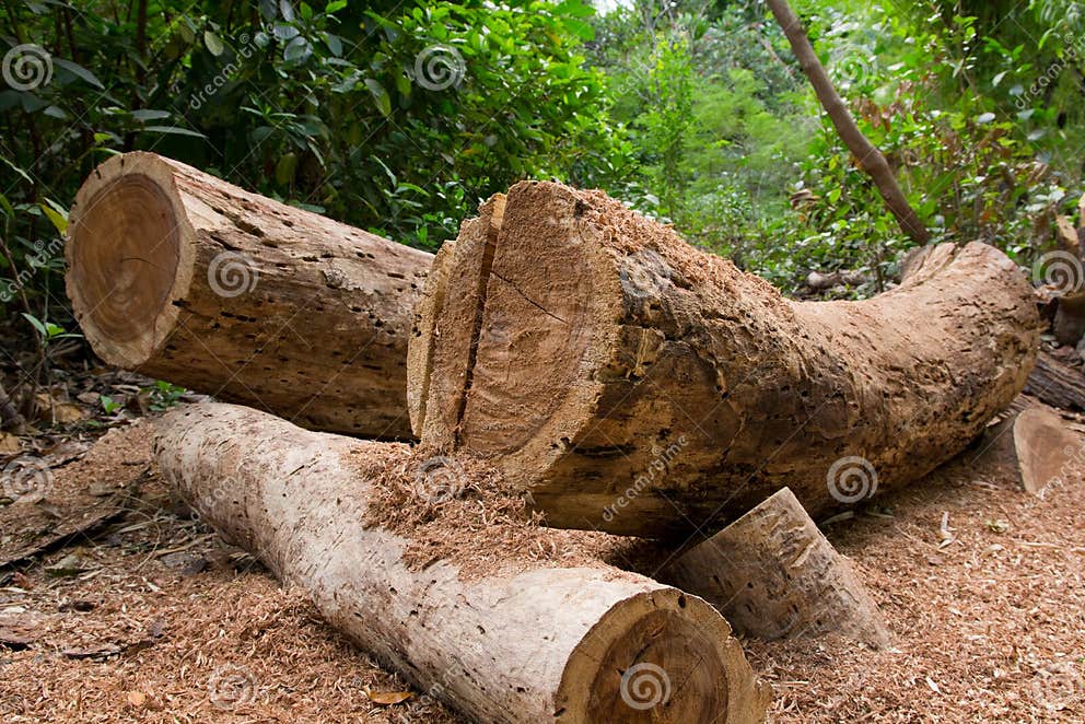 Chopped trees stock image. Image of landscaped, industry - 39544219
