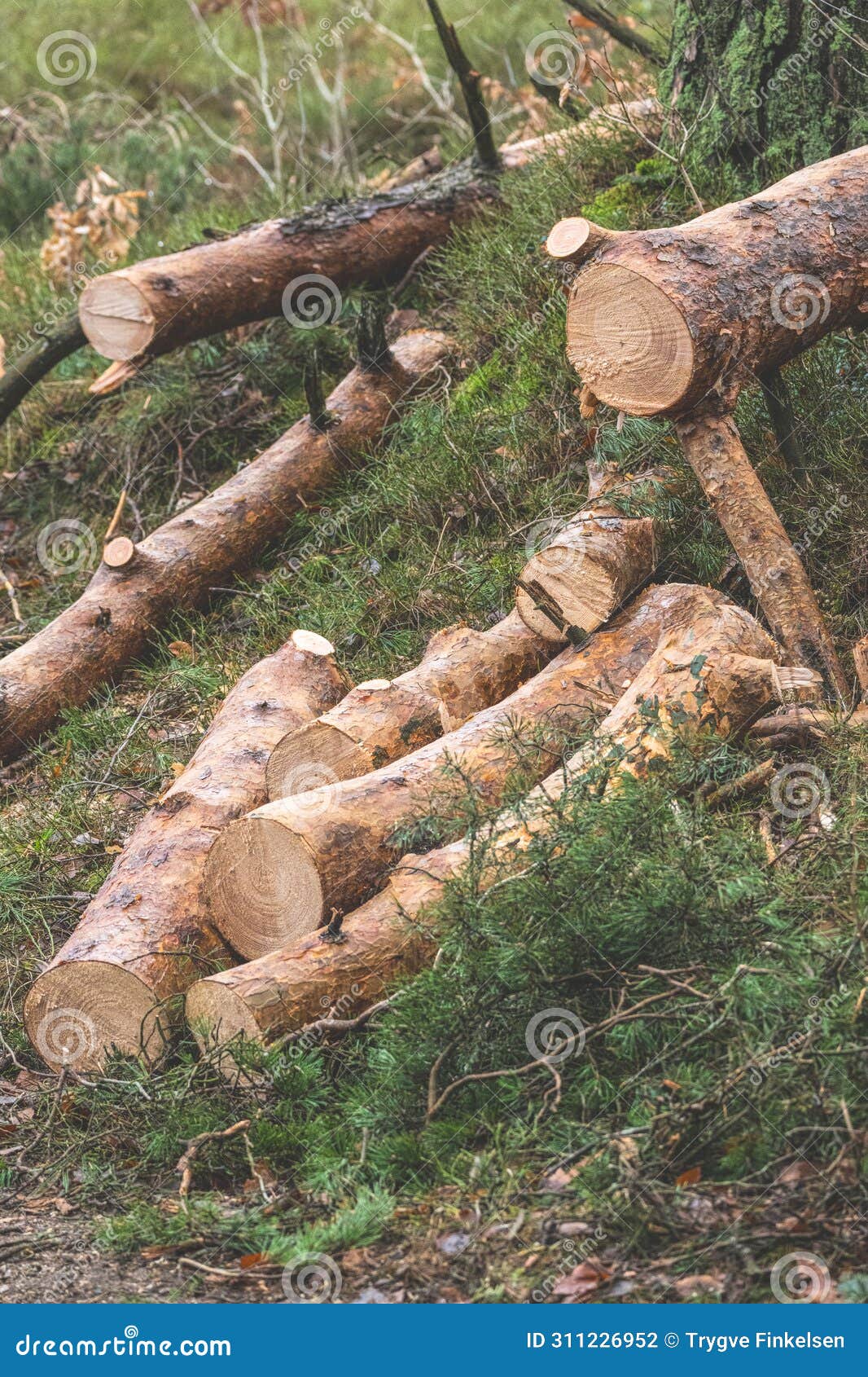 Chopped Up Tree in a Forest.. Stock Photo - Image of plant, outdoors ...