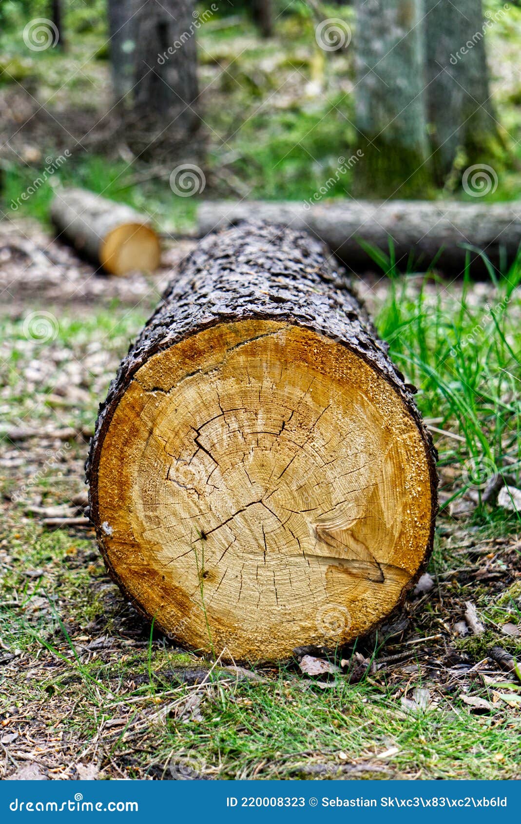 A Chopped Up Tree in the Forest Stock Image - Image of wildlife, ground ...