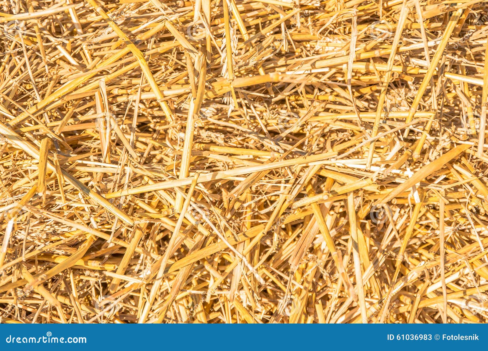 Chopped Wheat Straw As a Texture Stock Image - Image of natural, gold ...
